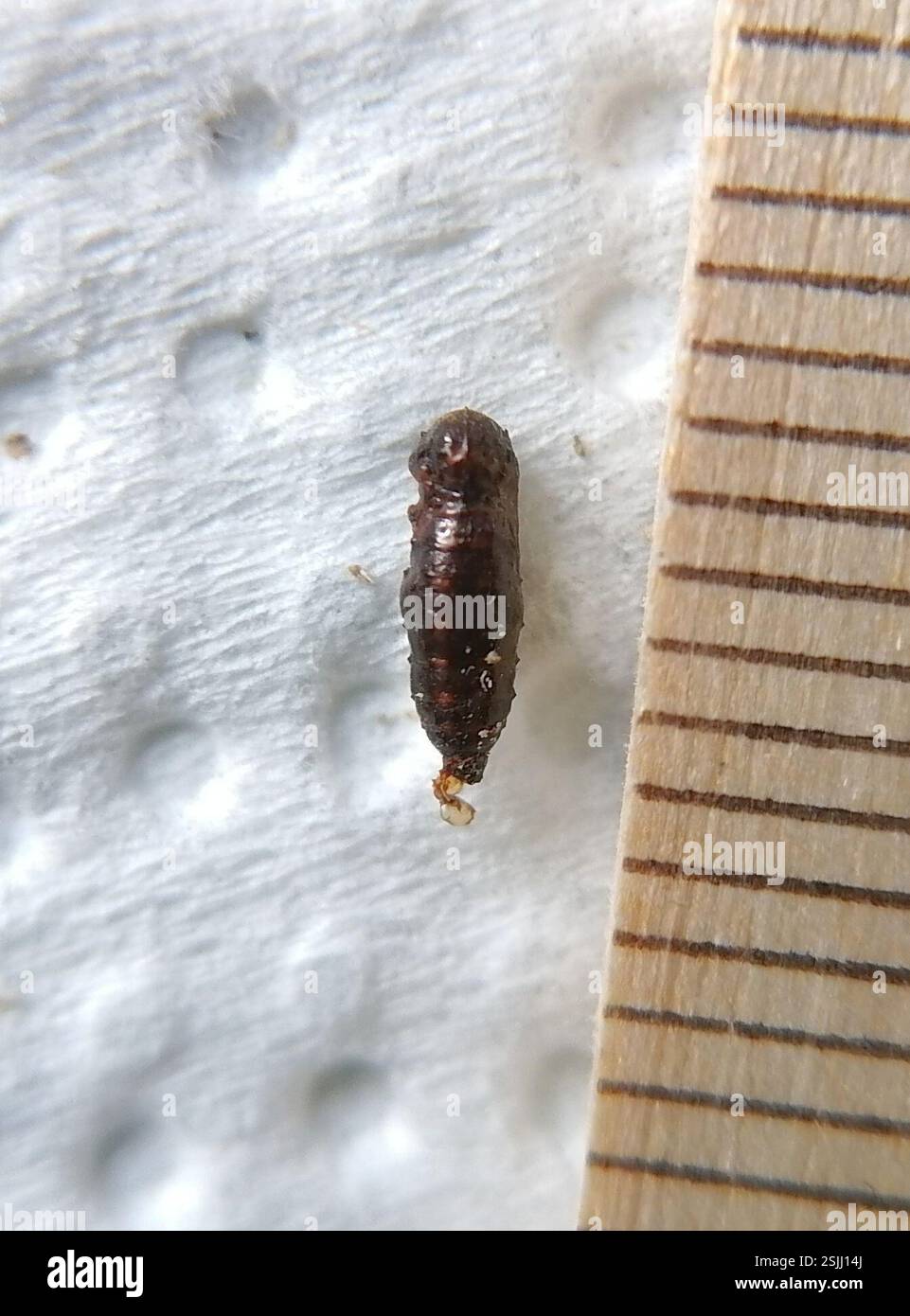 Winged and Once-winged Insects (Pterygota), Insecta, 11, Новосибирск ...