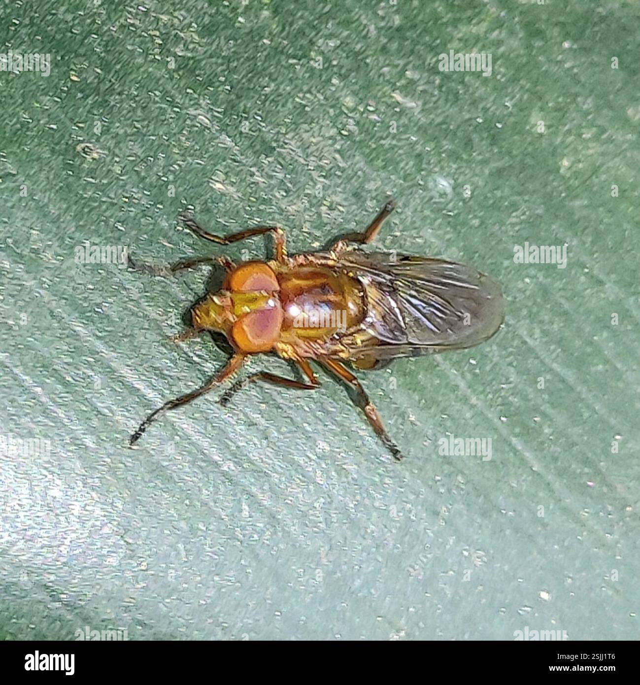 Bromeliad Flies (Copestylum), Insecta, Ibiúna, BR-SP, BR Stock Photo ...