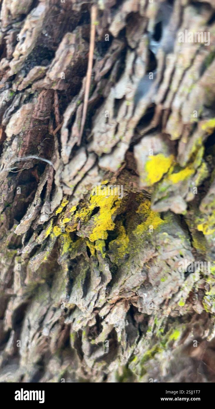 Gold Dust Lichens (Chrysothrix), Fungi, Melbourne VIC, Australia Stock ...