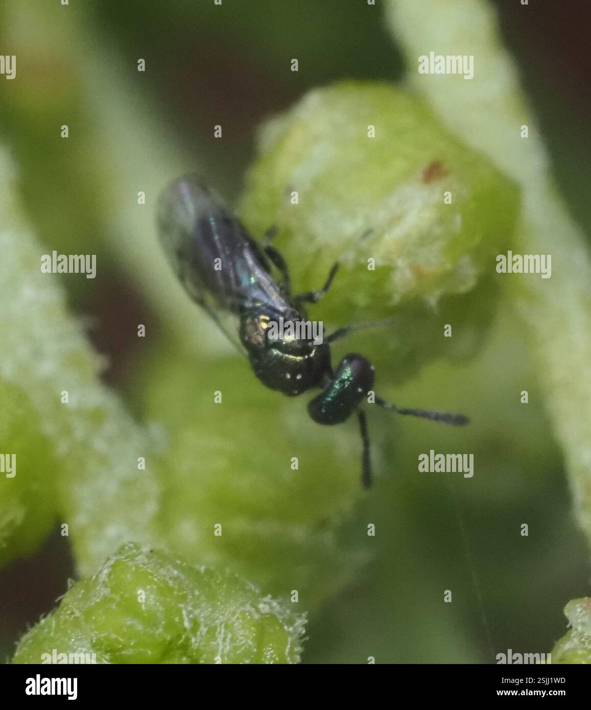 Chalcidoid Wasps (Chalcidoidea), Insecta, East Austin, Austin, TX, USA ...