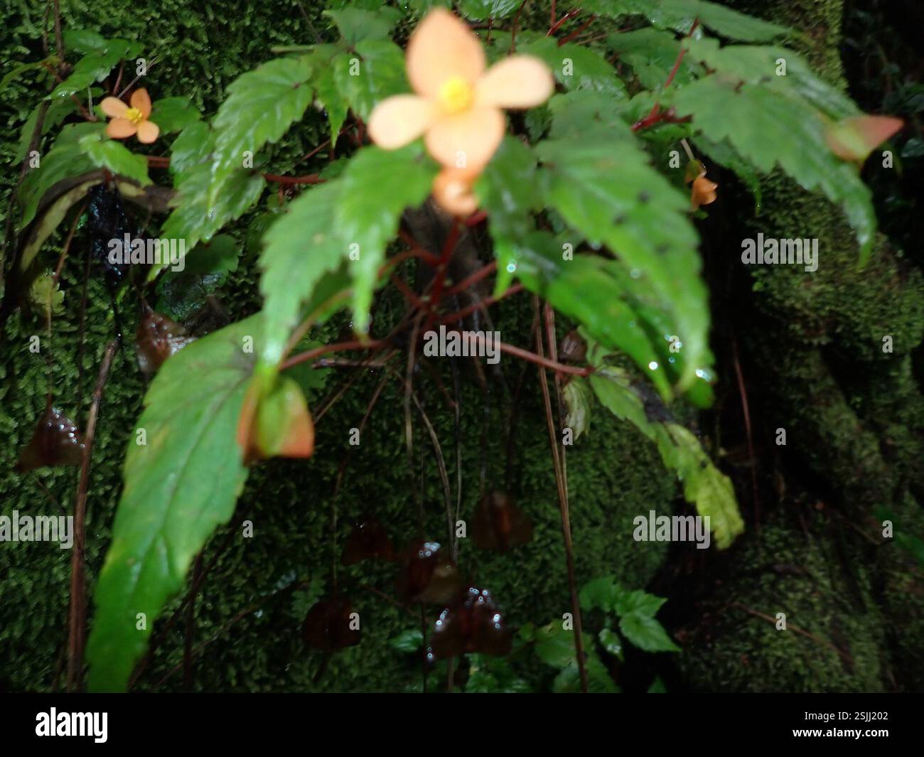 Sutherland begonia (Begonia sutherlandii), Plantae, Chase Valley ...