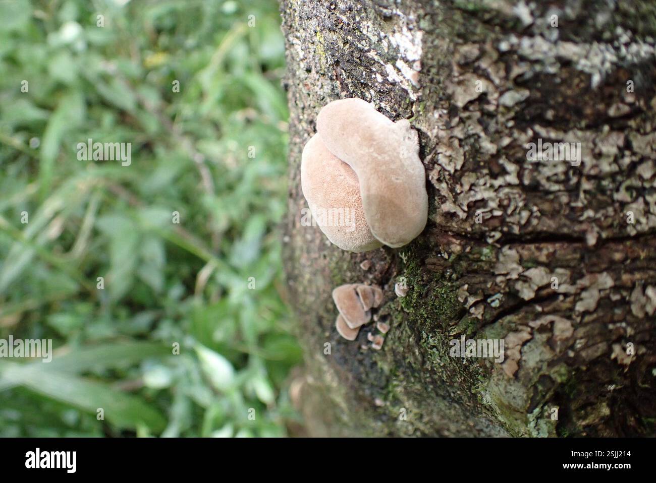 Wood ear fungi (Auricularia), Fungi, Chase Valley, Pietermaritzburg ...