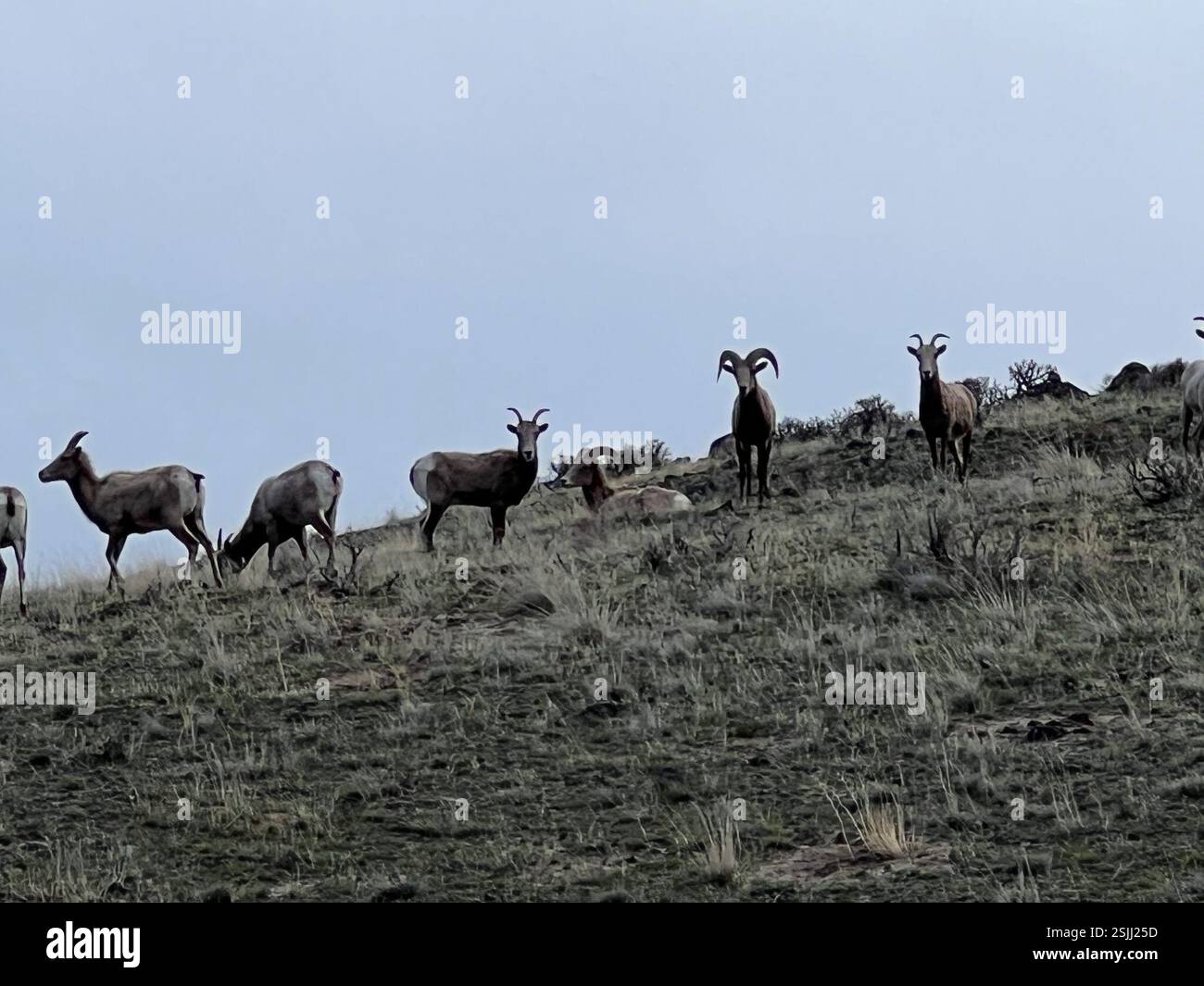 Bighorn Sheep (Ovis canadensis), Mammalia, Washington, US, Herd of ...
