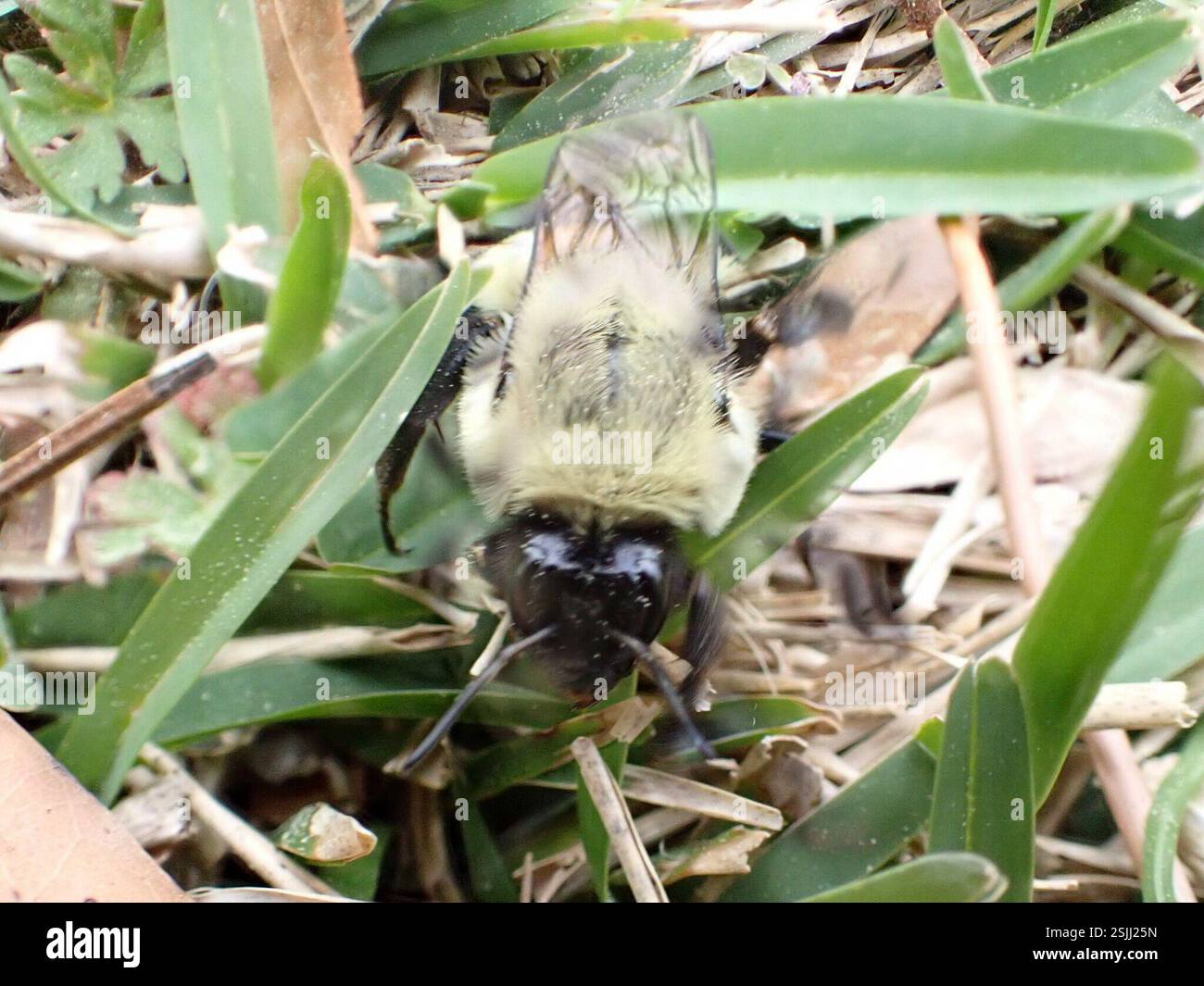 Common Eastern Bumble Bee (Bombus impatiens), Insecta, North Carolina ...