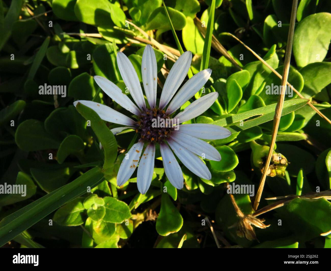 trailing African daisy (Dimorphotheca fruticosa), Plantae, Ugu, KwaZulu ...