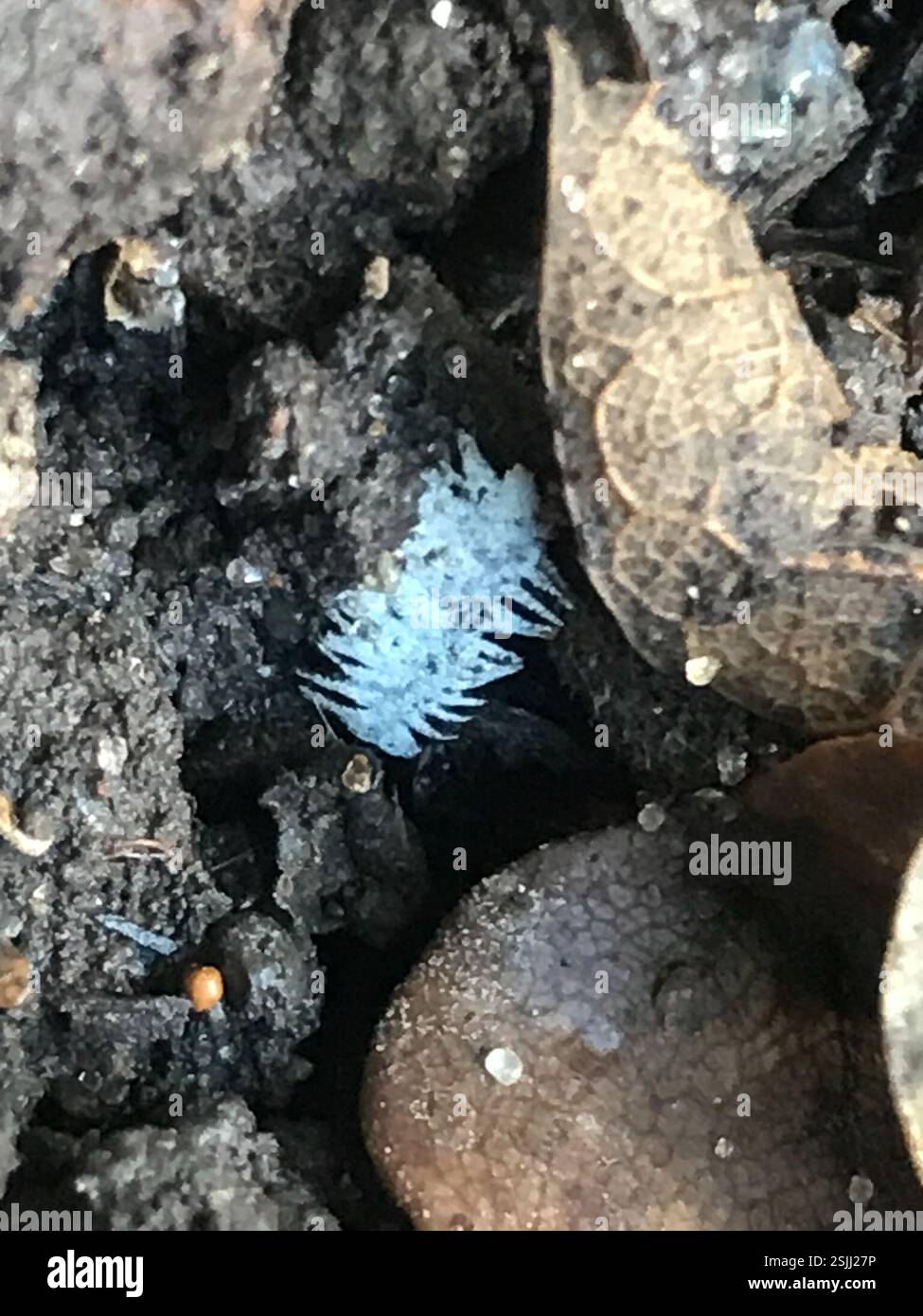 Common Coral Slime (Ceratiomyxa fruticulosa), Protozoa, Del Abasto ...