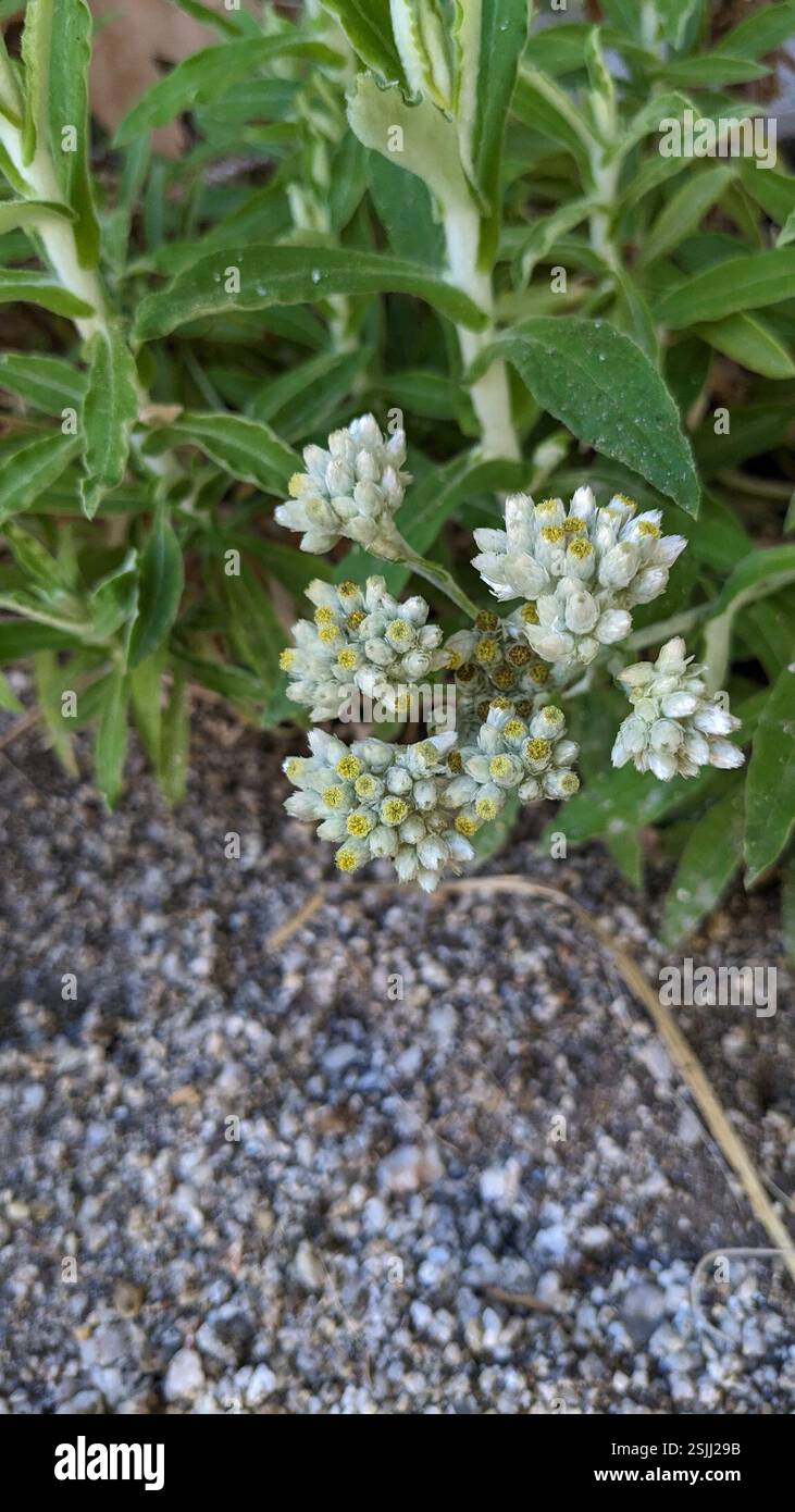 two-color rabbit tobacco (Pseudognaphalium biolettii), Plantae, San ...
