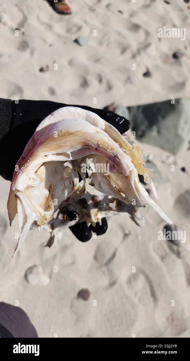 Porcupinefishes (Diodontidae), Actinopterygii, Loreto, MX-BS, MX Stock ...