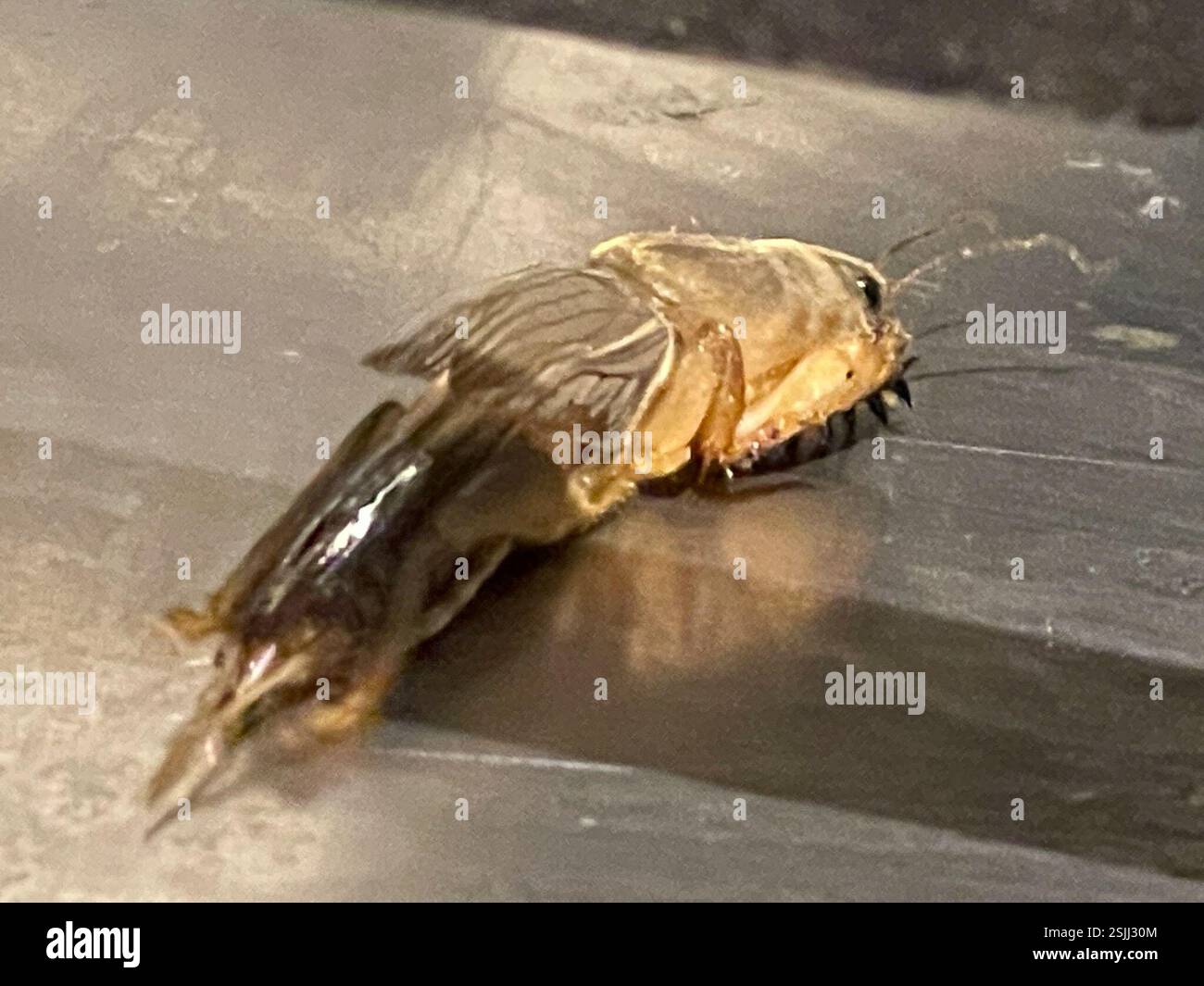 Southern Mole Cricket (Gryllotalpa australis), Insecta, Pemberton St ...