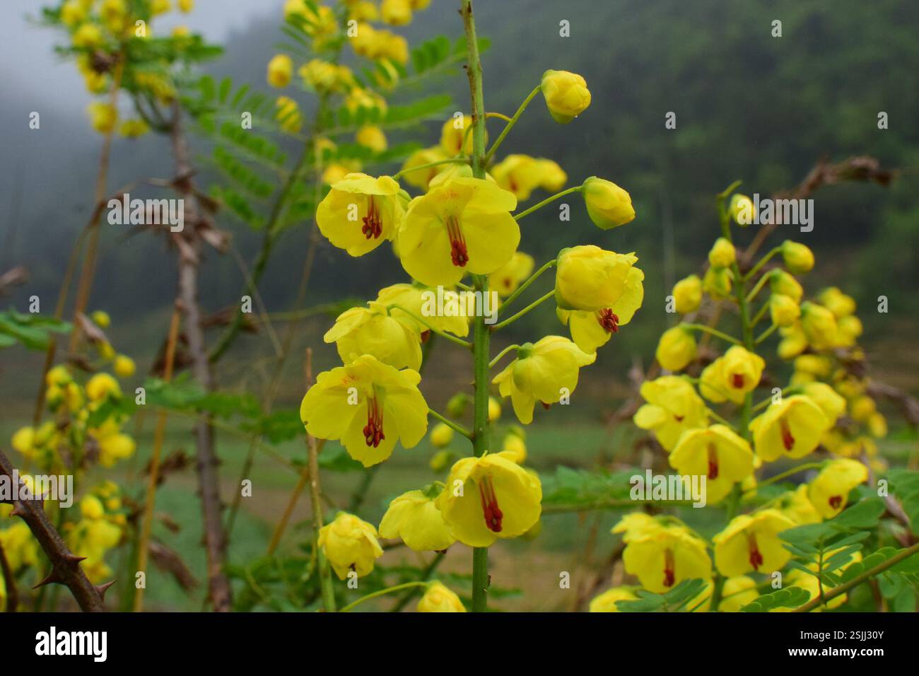 Mysore Thorn (Biancaea decapetala), Plantae, 中国贵州省黔南布依族苗族自治州龙里县 Stock ...