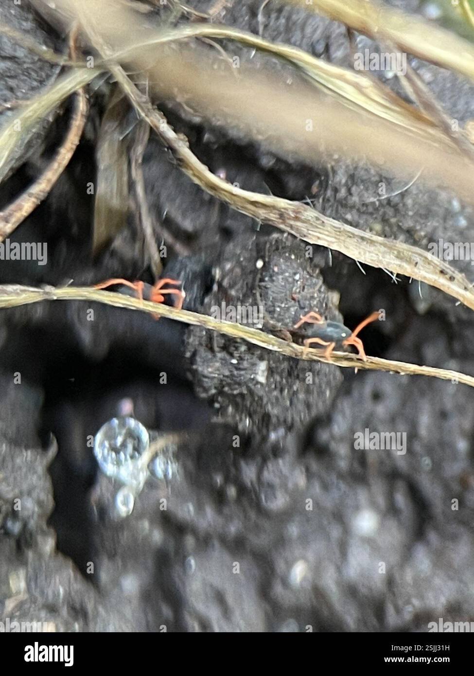 Blue Oat Mite (Penthaleus major), Arachnida, Lily Ave, Sunnyvale, CA ...