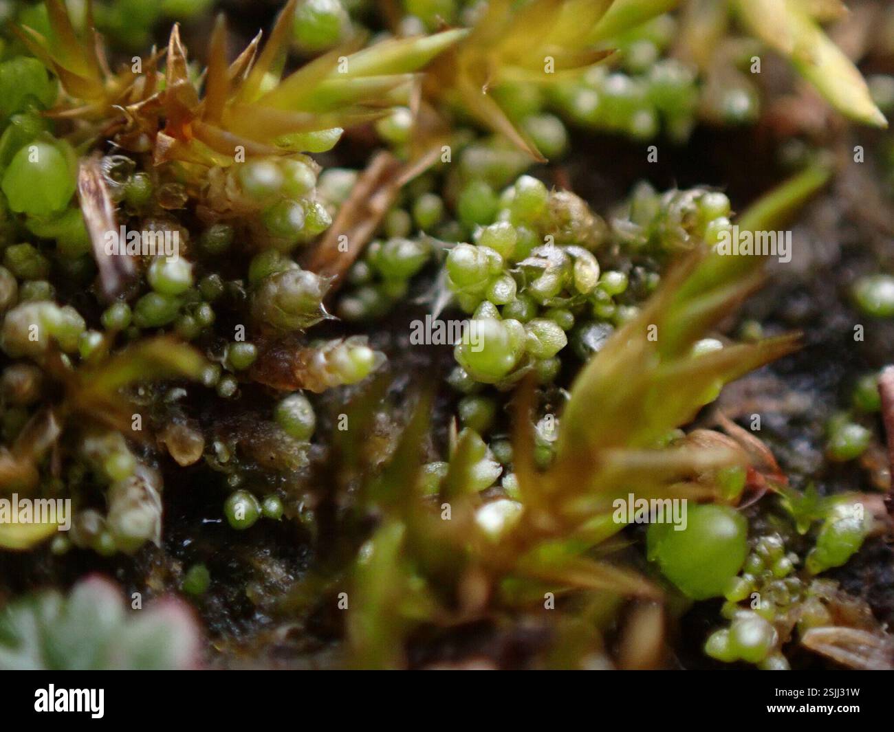 (Bryum), Plantae, Courtenay, BC, Canada, disturbed municipal park soil ...