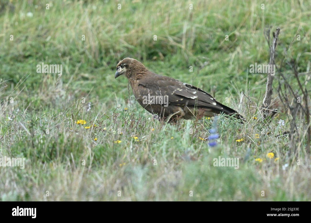 Carunculated Caracara (Daptrius carunculatus), Aves, Reserva Antisana ...