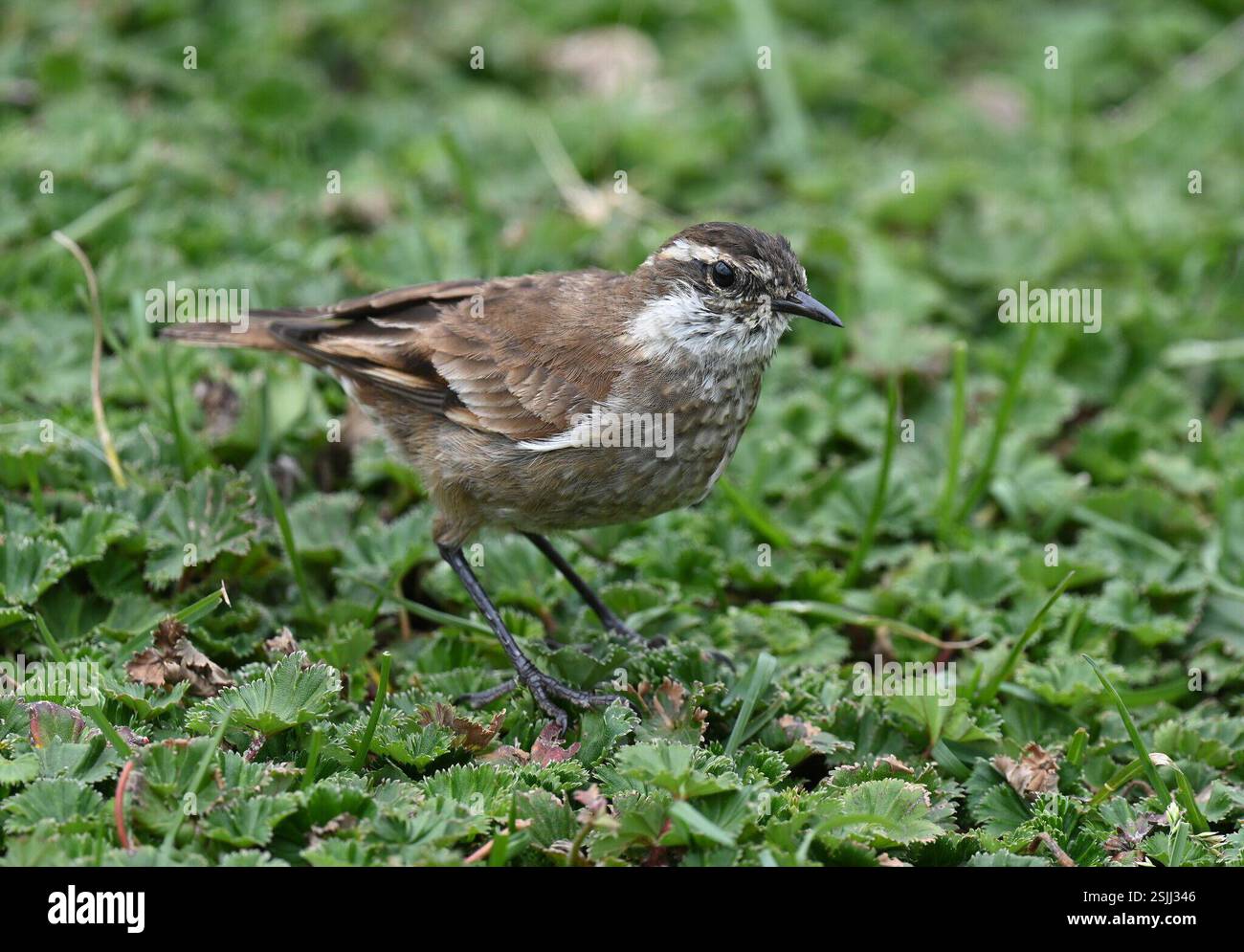 Chestnut-winged Cinclodes (Cinclodes albidiventris), Aves, Reserva Antisana area, Ecuador Stock ...