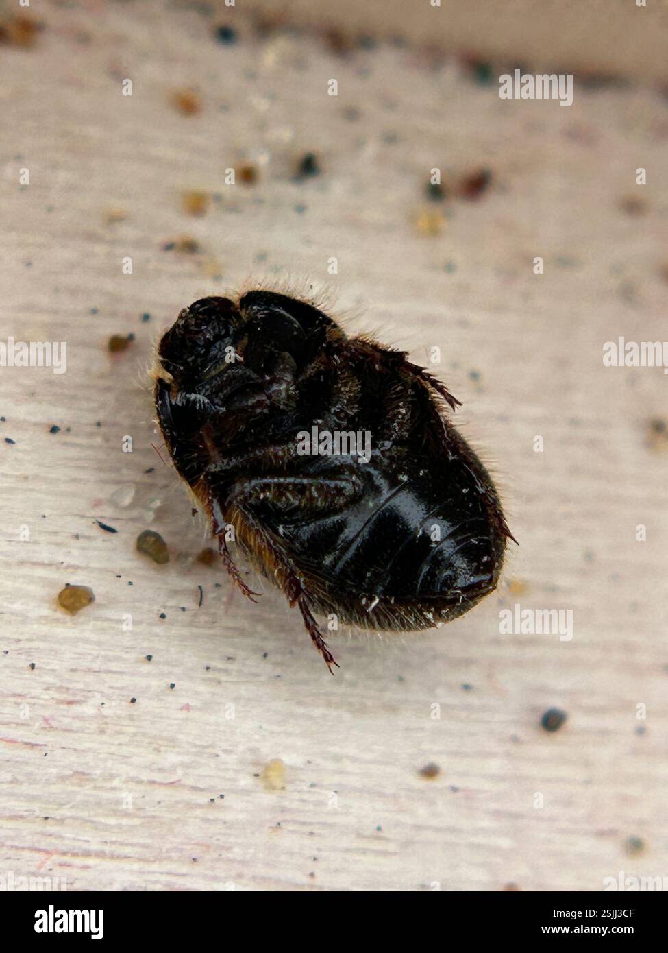 Ciliate Dune Beetle (Coelus ciliatus), Insecta, Los Osos, CA, US Stock ...