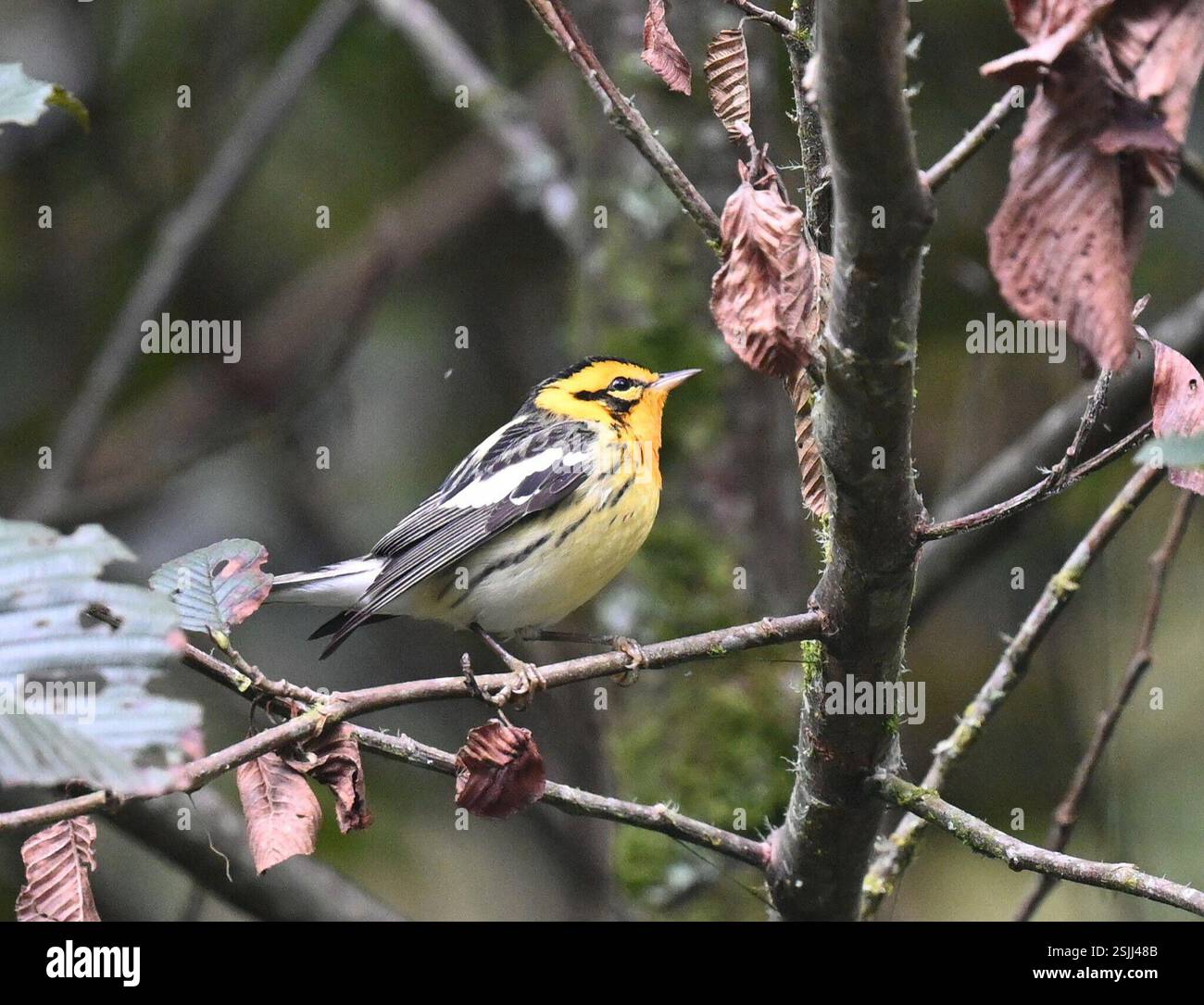 Blackburnian Warbler (Setophaga fusca), Aves, Guango Lodge, Papallacta ...
