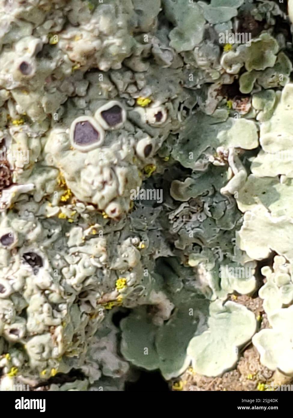 common lichens (Lecanoromycetes), Fungi, Charleston, South Carolina ...