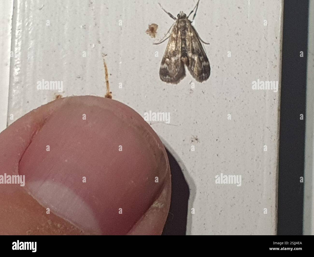 Pond moth (Hygraula nitens), Insecta, Mākara, Wellington, New Zealand ...