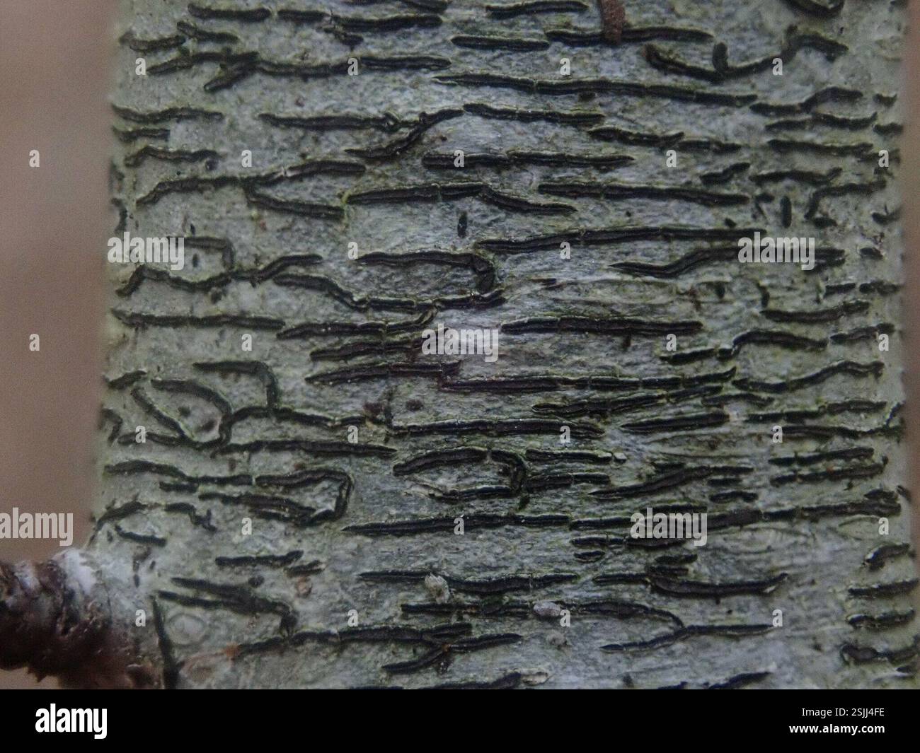 Common Script Lichen (Graphis scripta), Fungi, Greenfield, MA 01301 ...