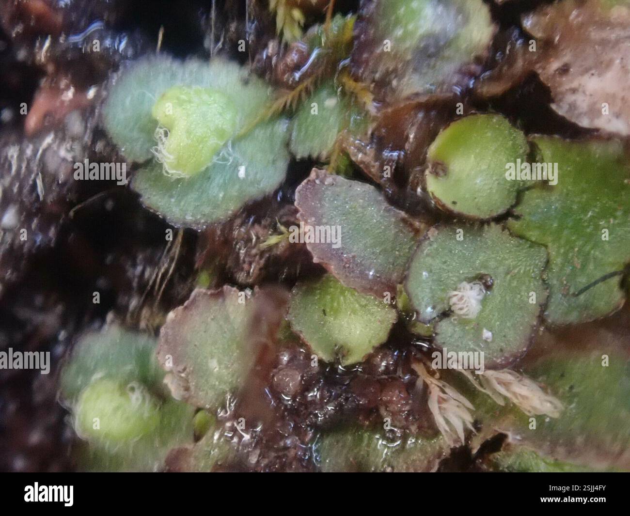 Hemisphaeric Liverwort (Reboulia hemisphaerica), Plantae, Franklin ...