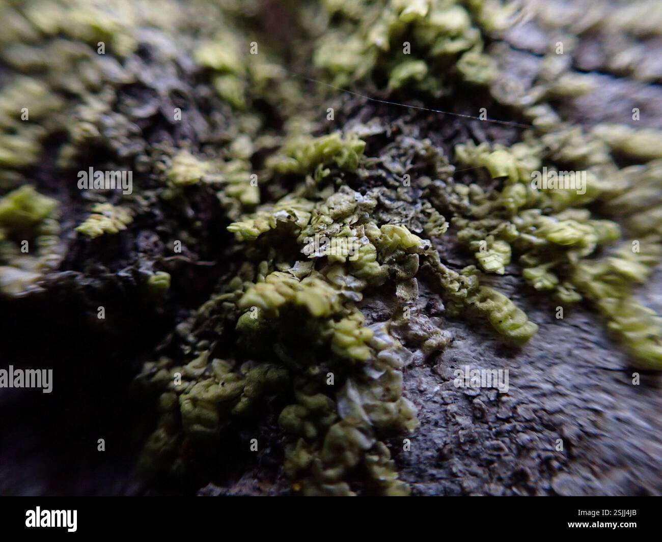 Flat-leaved Scalewort (Radula complanata), Plantae, Comox Valley, BC ...