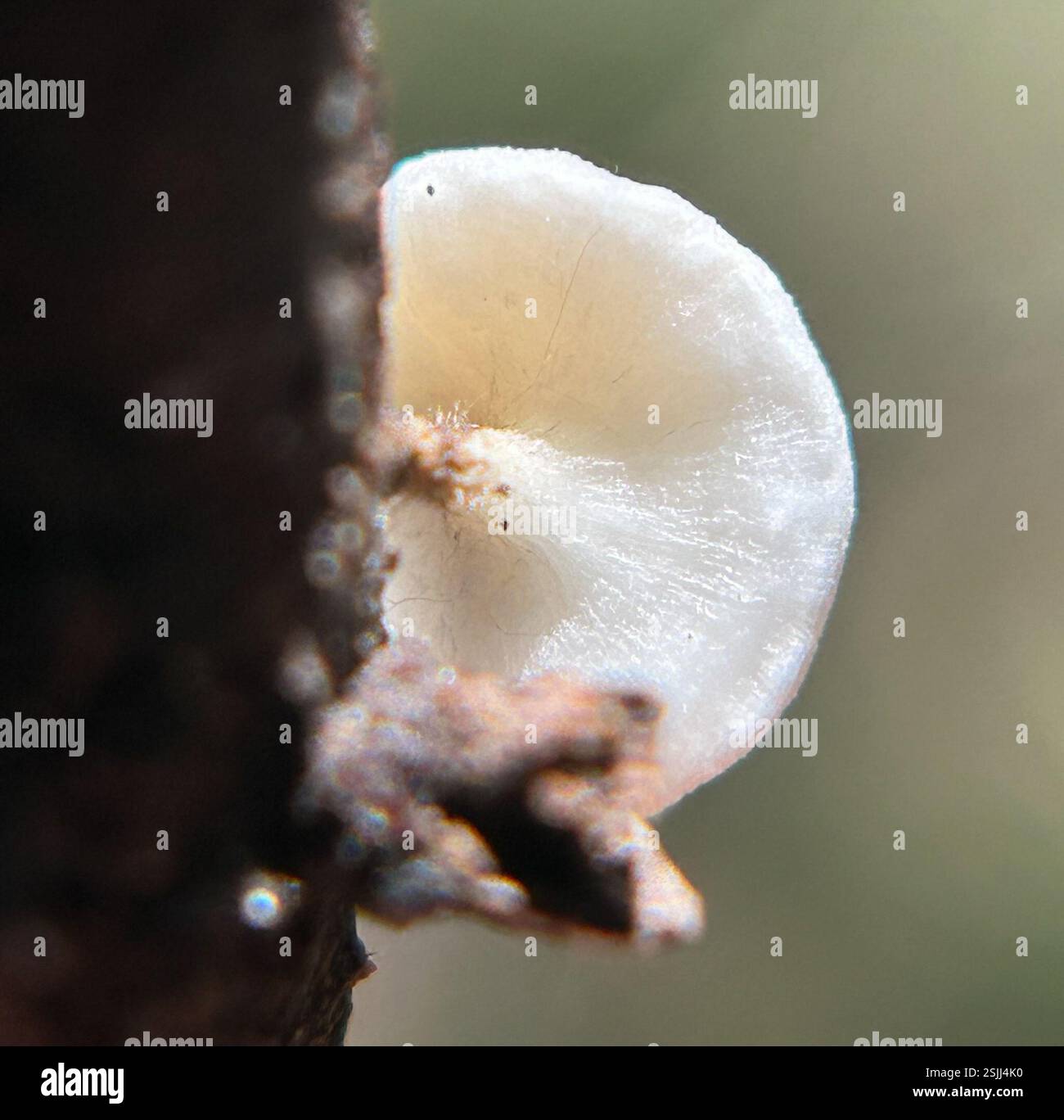 (Tatraea macrospora), Fungi, Sweet Springs Nature Preserve, Los Osos ...