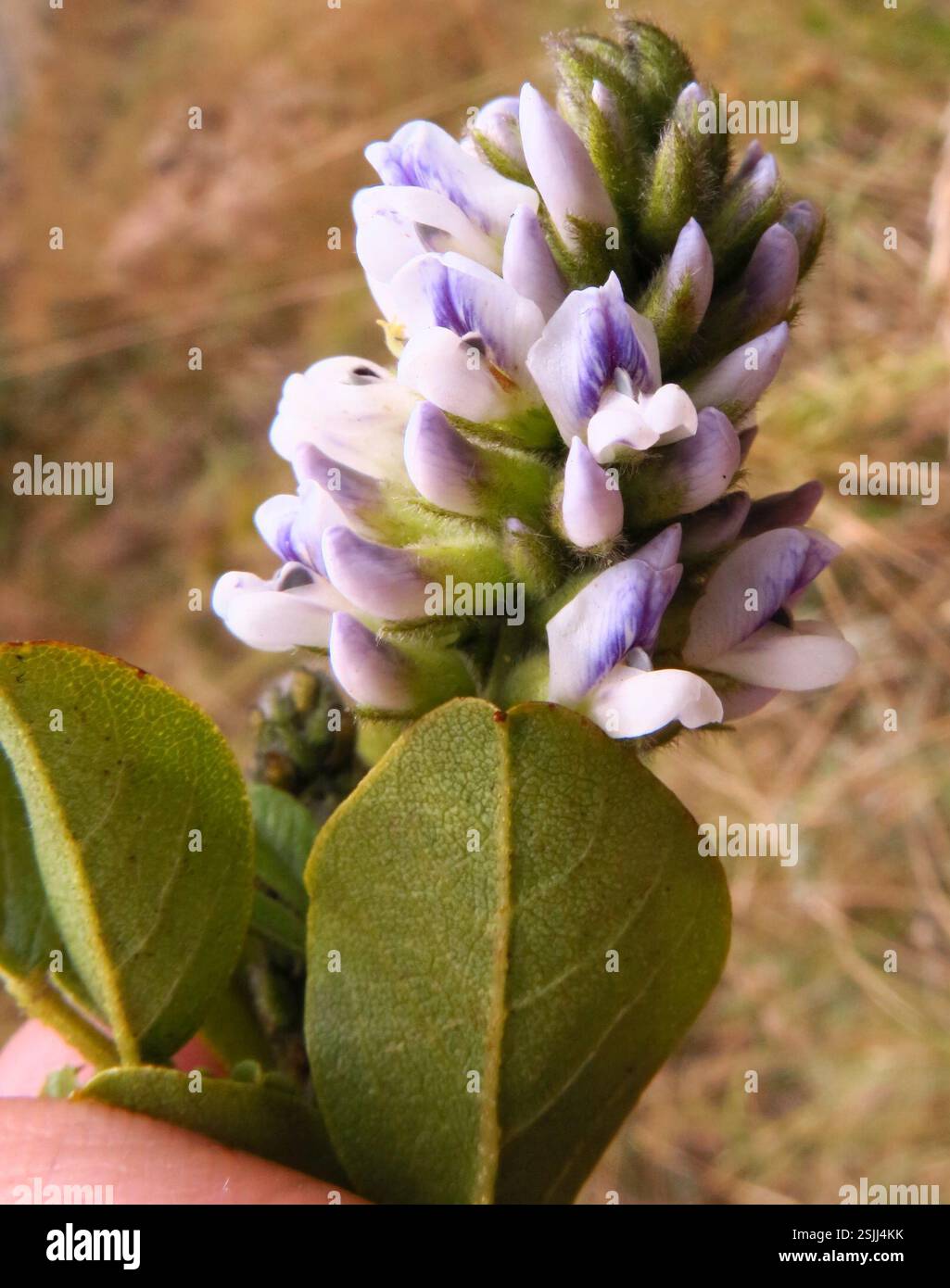(Psoralea fumea), Plantae, Giants Castle Game Reserve, South Africa ...