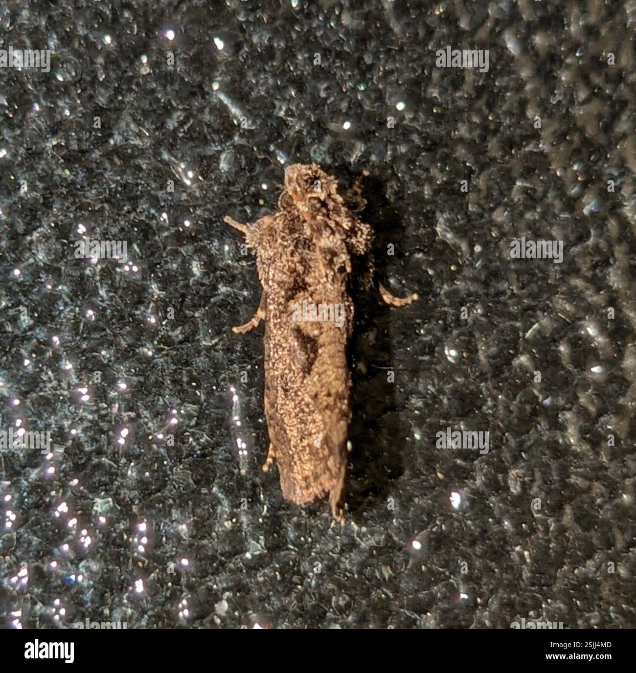 Grass Tubeworm Moths (Acrolophus), Insecta, Patulul, Guatemala Stock ...