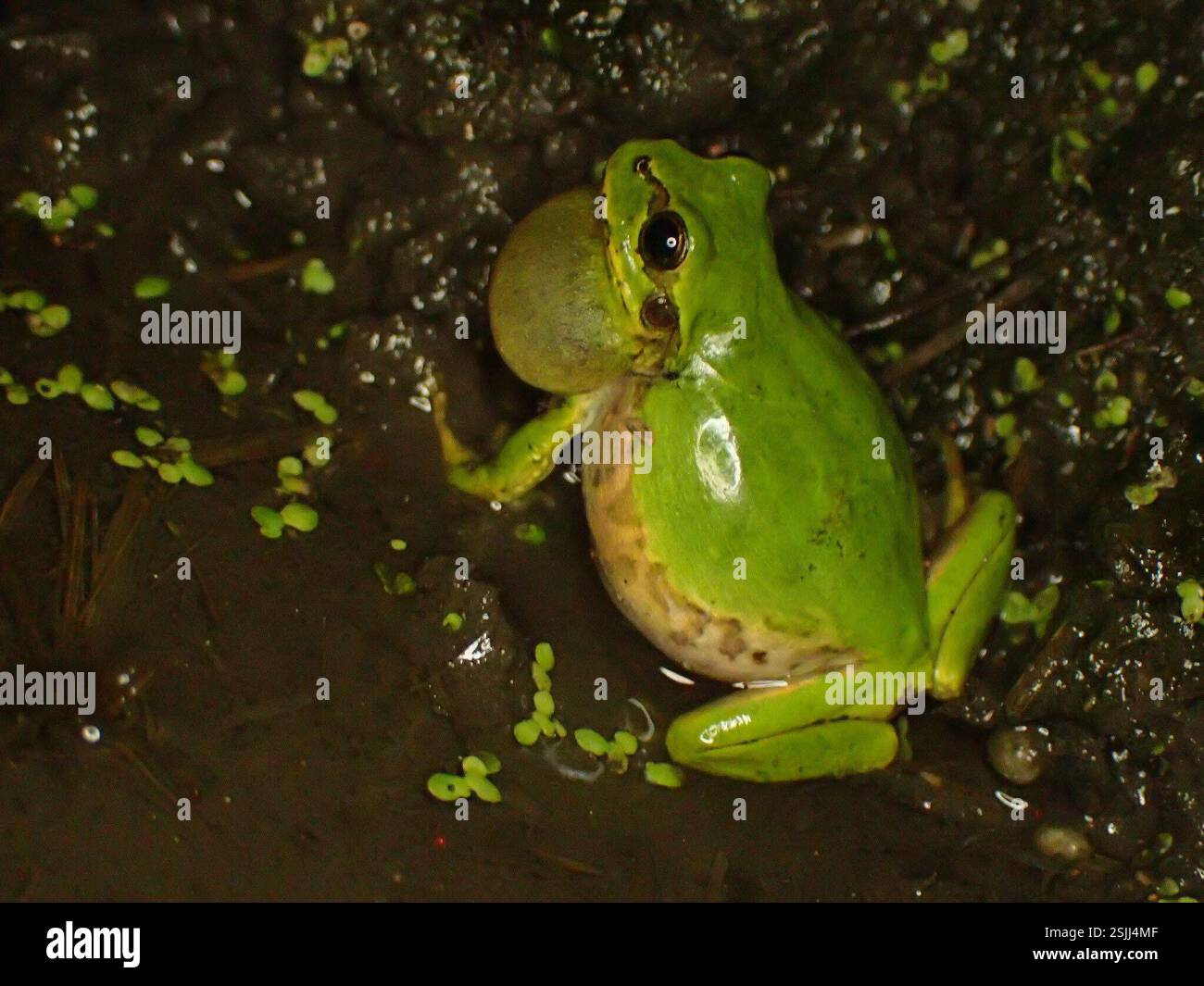Japanese Tree Frog (Hyla japonica), Amphibia, Nagano, JP Stock Photo ...