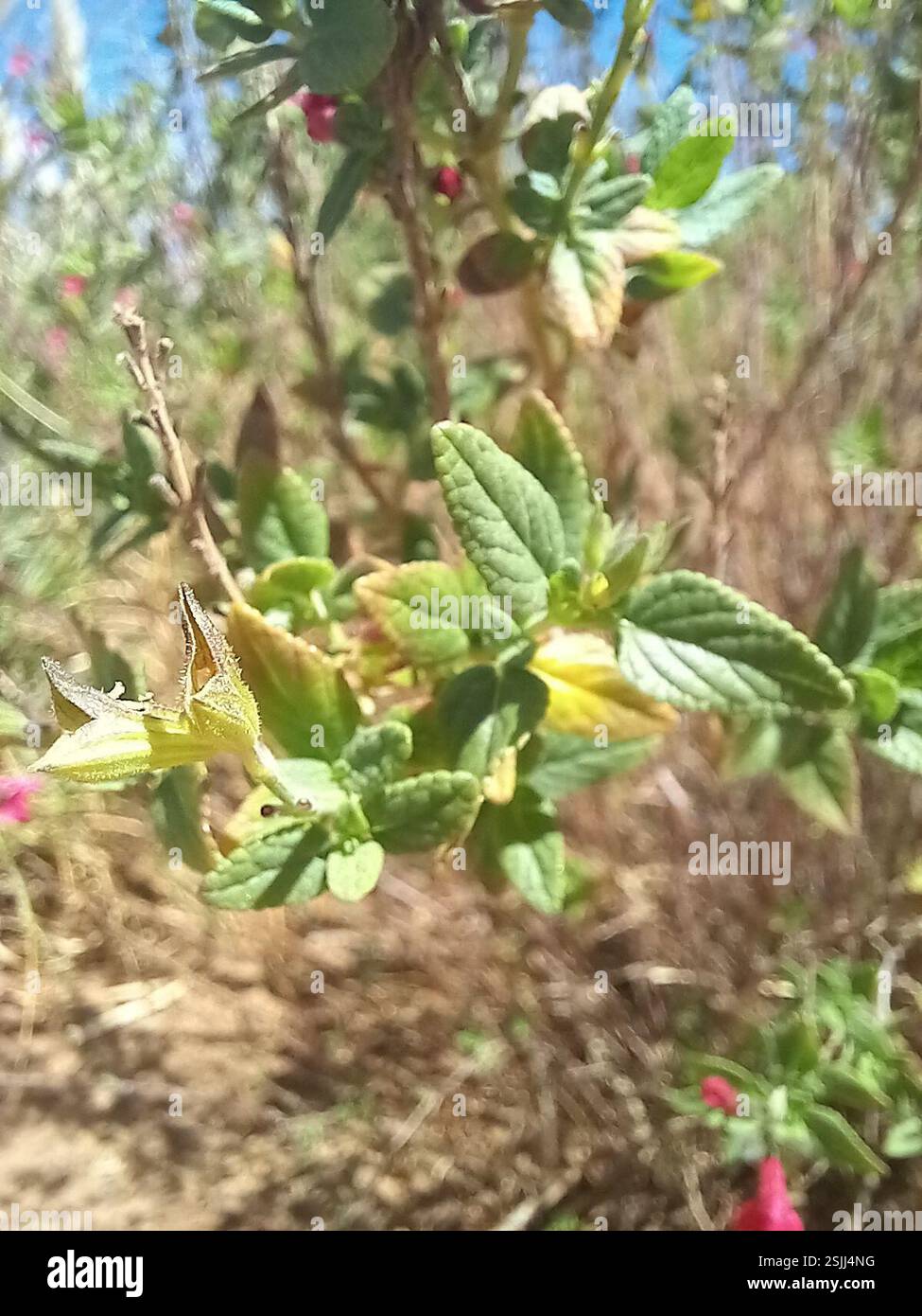 Baby Sage (Salvia microphylla), Plantae, Av. Universidad - Av. Surcos ...