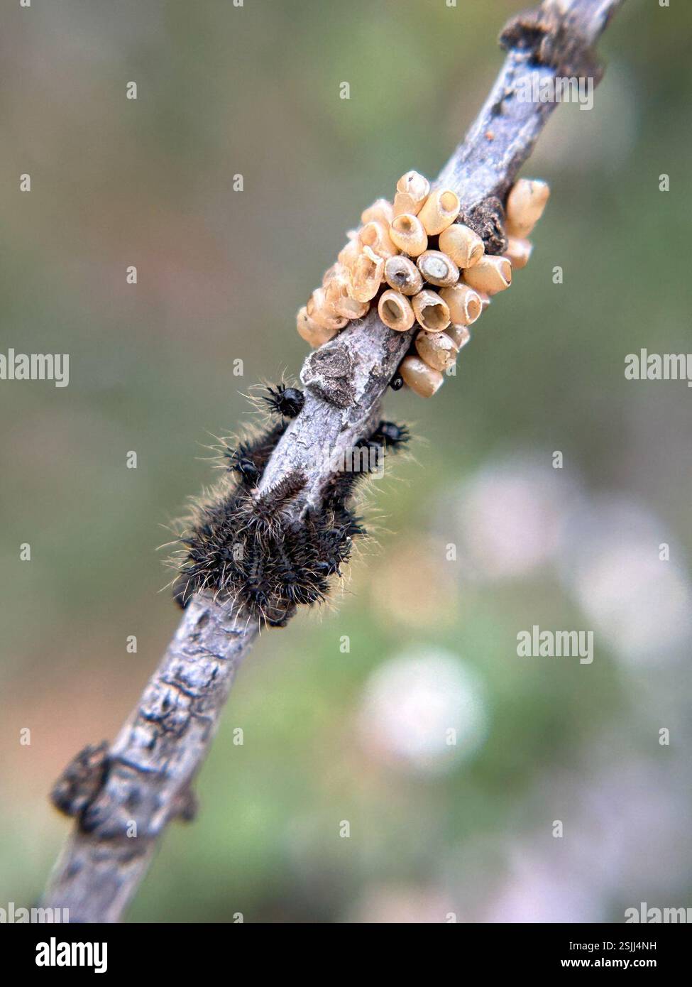 Western Sheep Moth (Hemileuca eglanterina), Insecta, Monaña de Oro ...