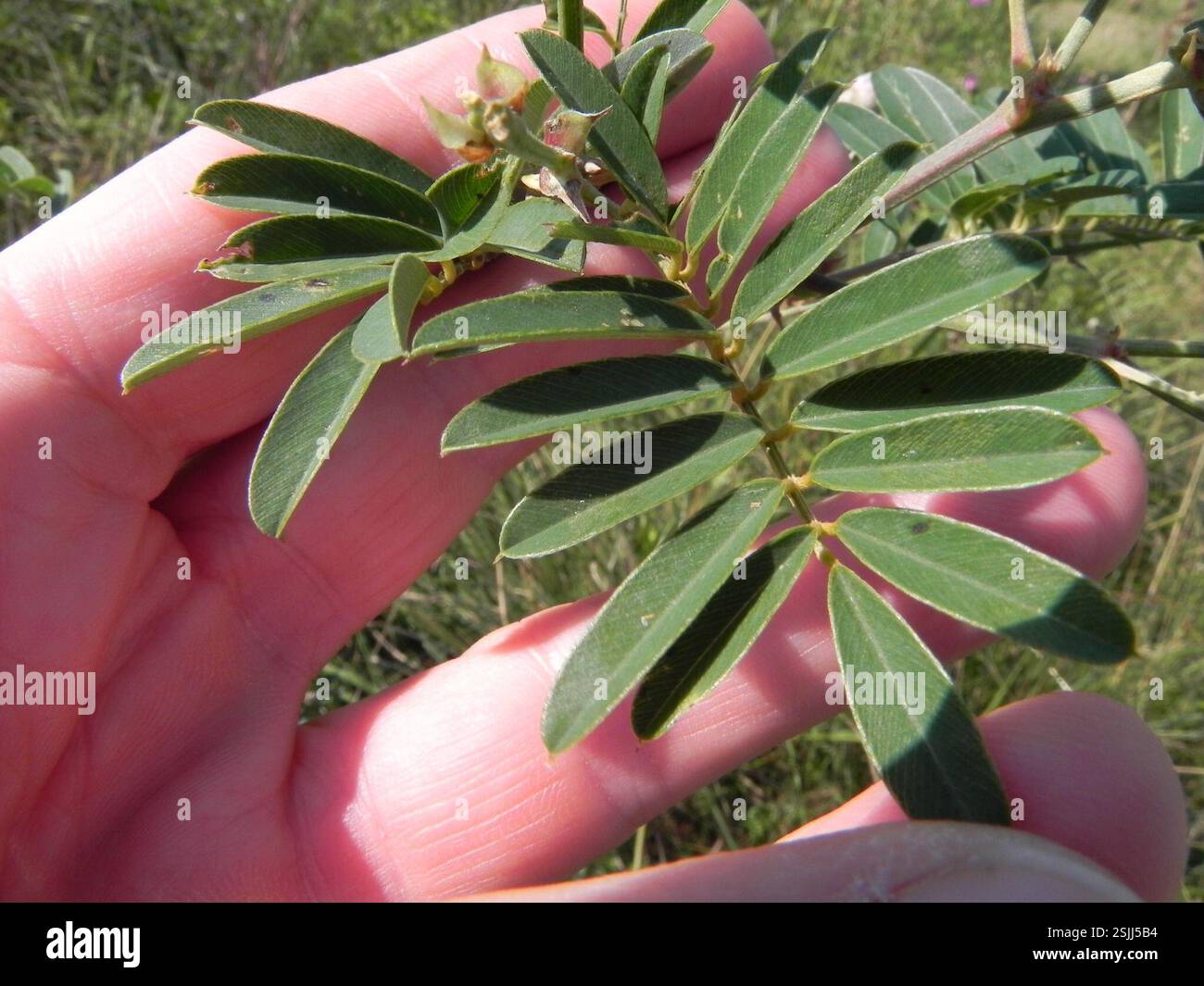 Pioneer Hoarypea (Tephrosia polystachya), Plantae, uMkhanyakude ...