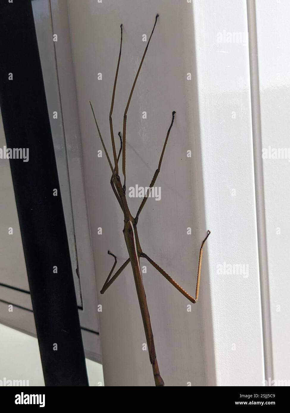Children’s Stick Insect (Tropidoderus childrenii), Insecta, Nambour QLD ...