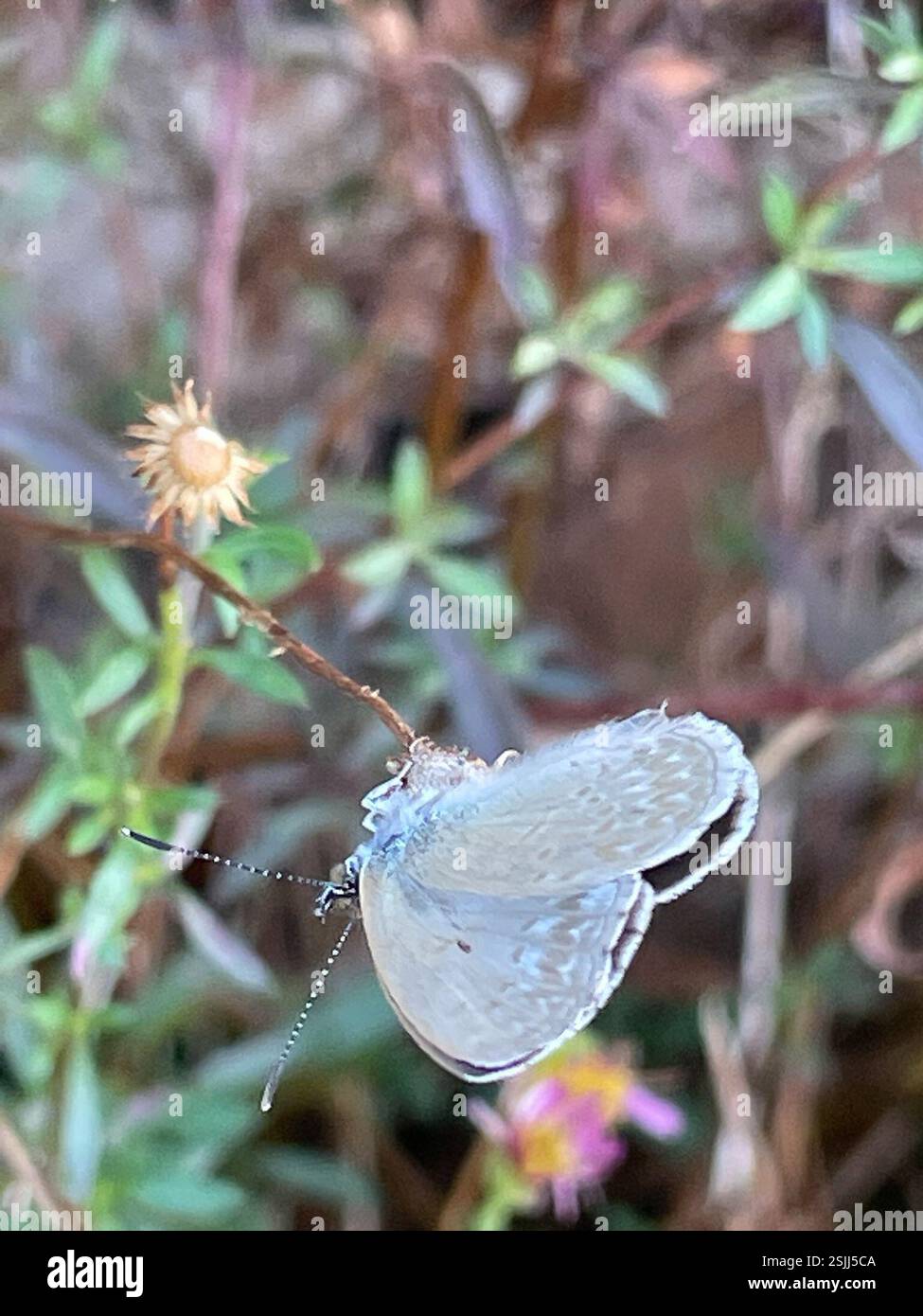 Lesser Grass Blue (Zizina otis), Insecta, Woodside Ave, Frankston South ...