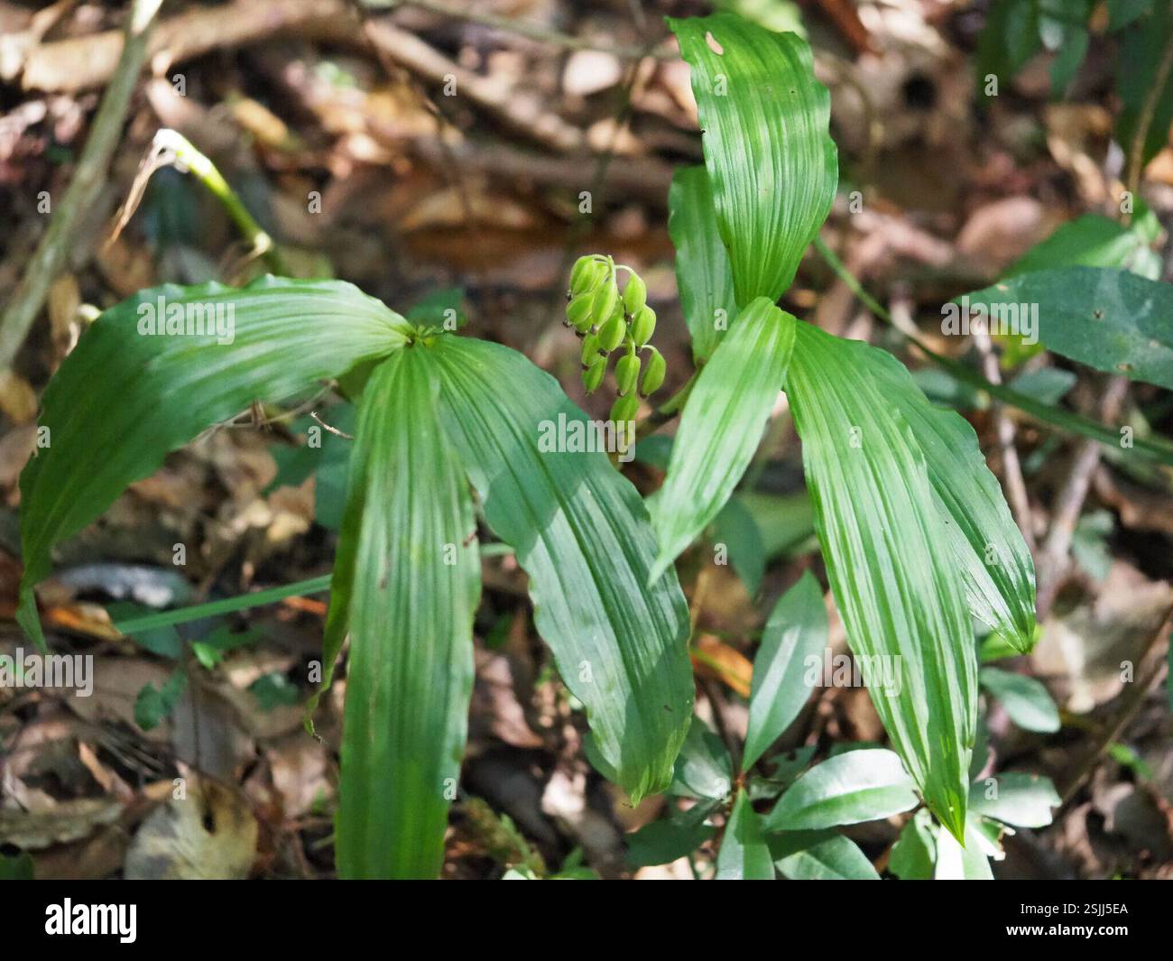 Inverted-Heart Orchid (Cephalantheropsis obcordata), Plantae, Taiwan ...