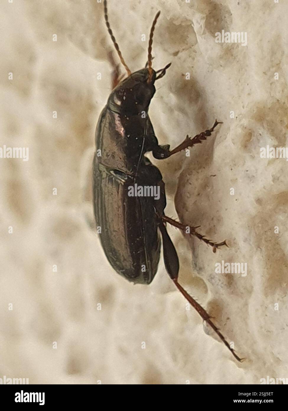 Sun Beetles (Amara), Insecta, 10090, Zagreb, Croatia Stock Photo - Alamy