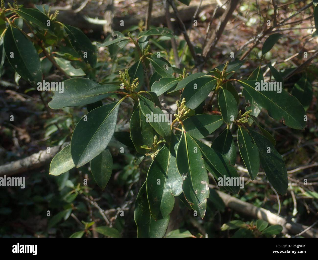 mountain laurel (Kalmia latifolia), Plantae, Orange, MA, USA Stock ...