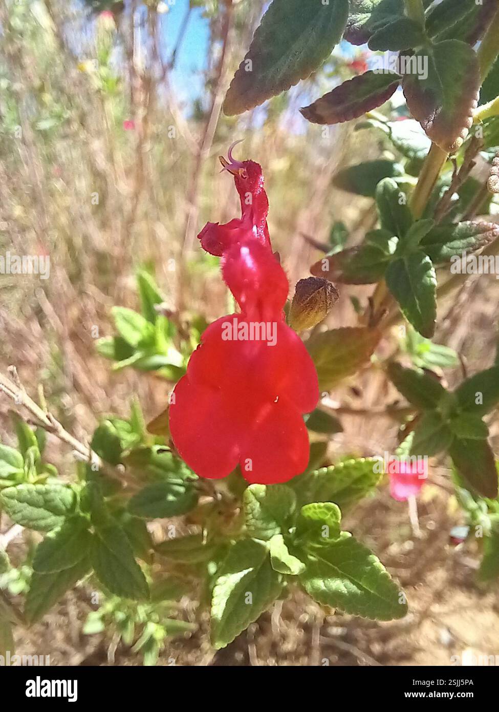 Baby Sage (Salvia microphylla), Plantae, Av. Universidad - Av. Surcos ...