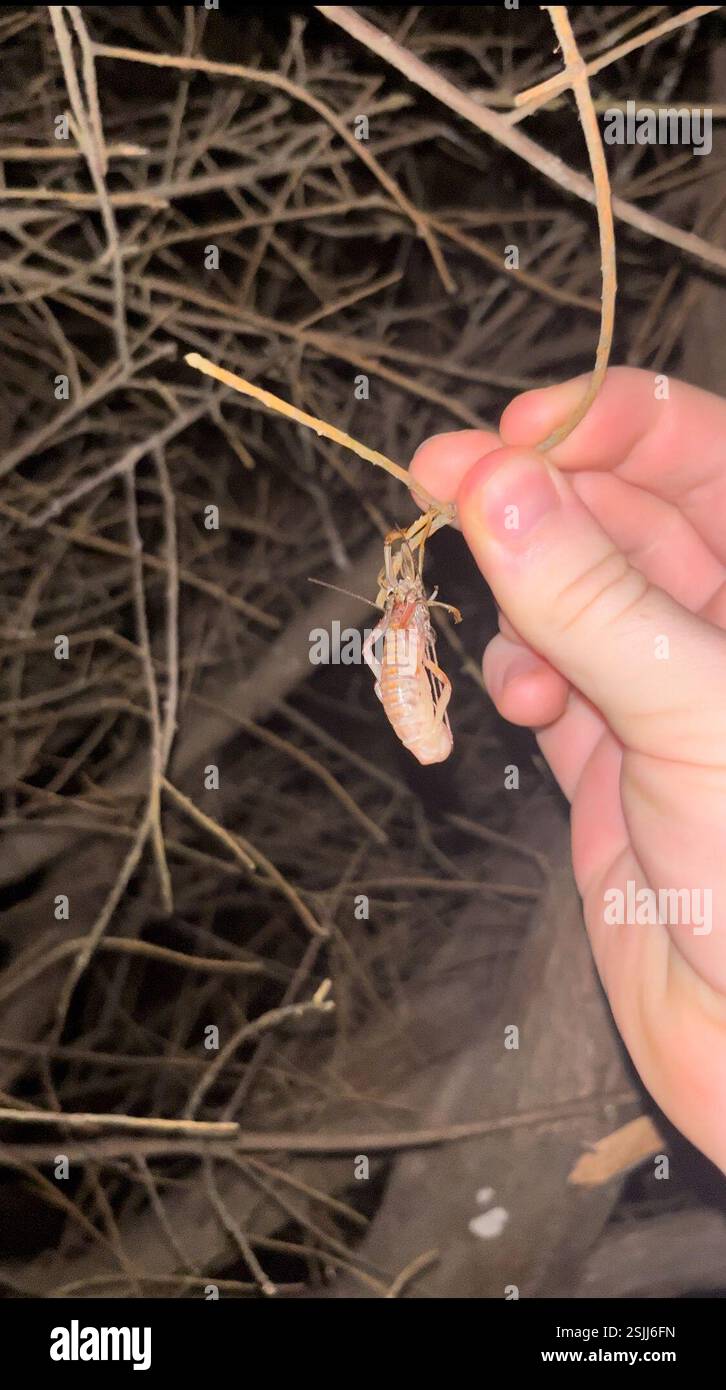 Auckland Tree Weta (Hemideina thoracica), Insecta, Children's Forest ...