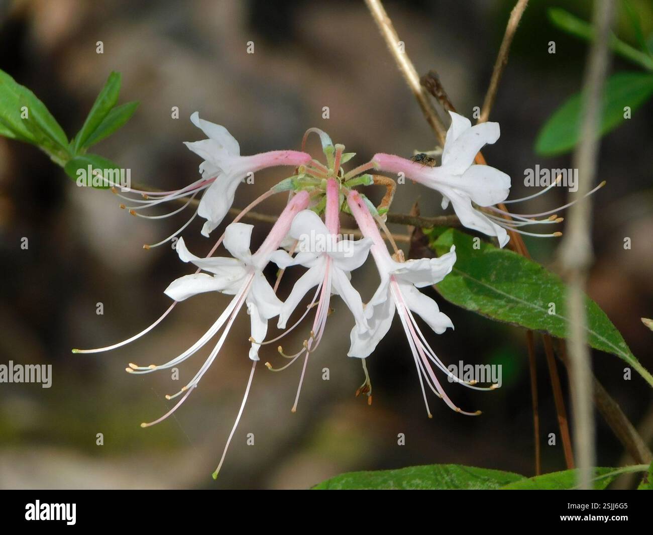 Southern Pinxter Azalea (Rhododendron canescens), Plantae, Falling ...
