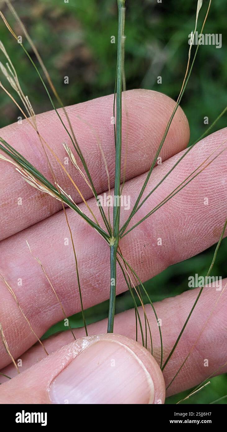 Smilo Grass (Oloptum miliaceum), Plantae, Westwood, Los Angeles, CA ...