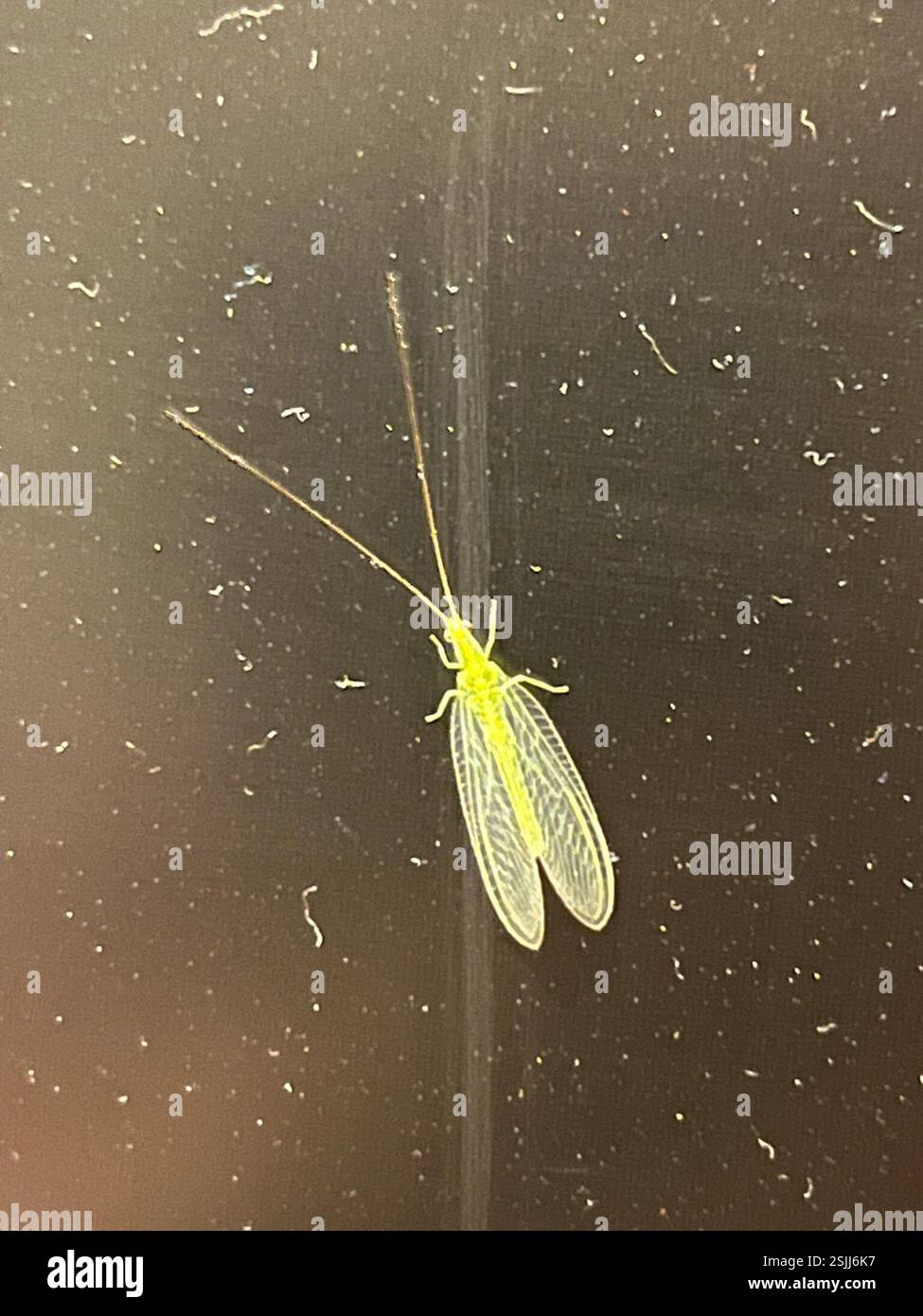 (Mallada basalis), Insecta, Auckland, NZ Stock Photo - Alamy