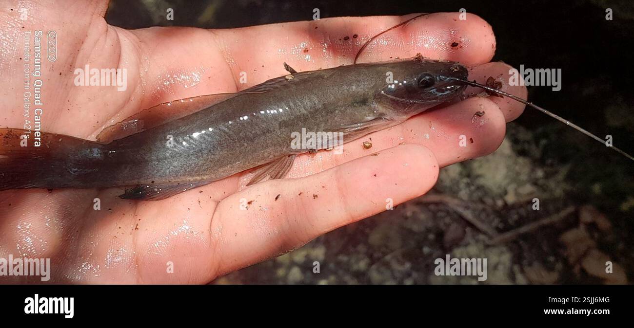 Pale Catfish (Rhamdia guatemalensis), Actinopterygii, Antón, Panamá ...