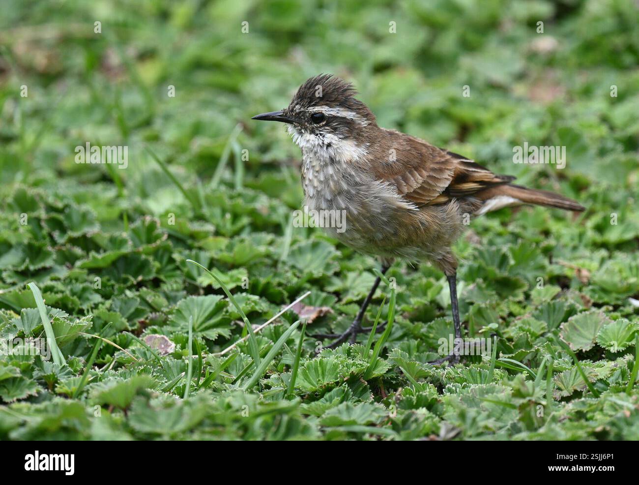 Chestnut-winged Cinclodes (Cinclodes albidiventris), Aves, Reserva Antisana area, Ecuador Stock ...