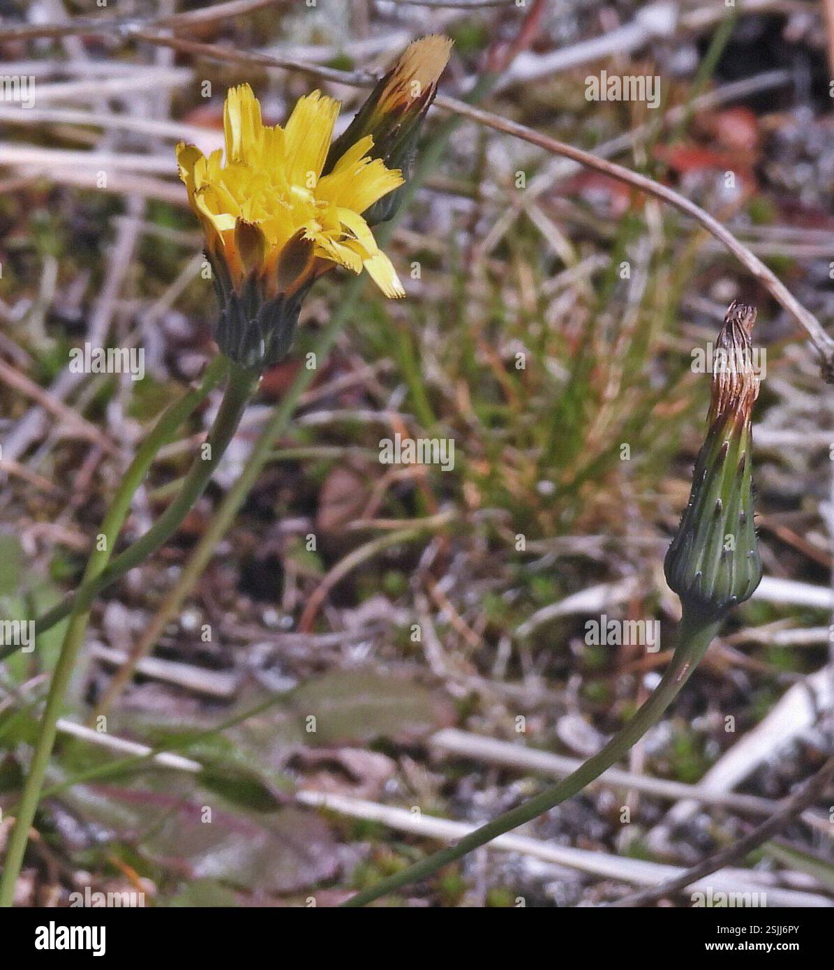 Common Cat's-ear (Hypochaeris radicata), Plantae, Ushuaia, Tierra del ...