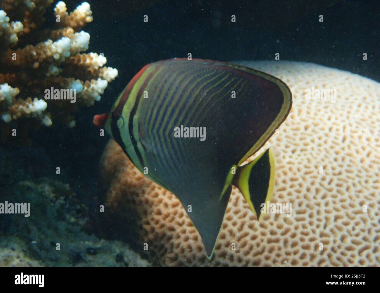 Triangular Butterflyfish (Chaetodon triangulum), Actinopterygii, Ko ...