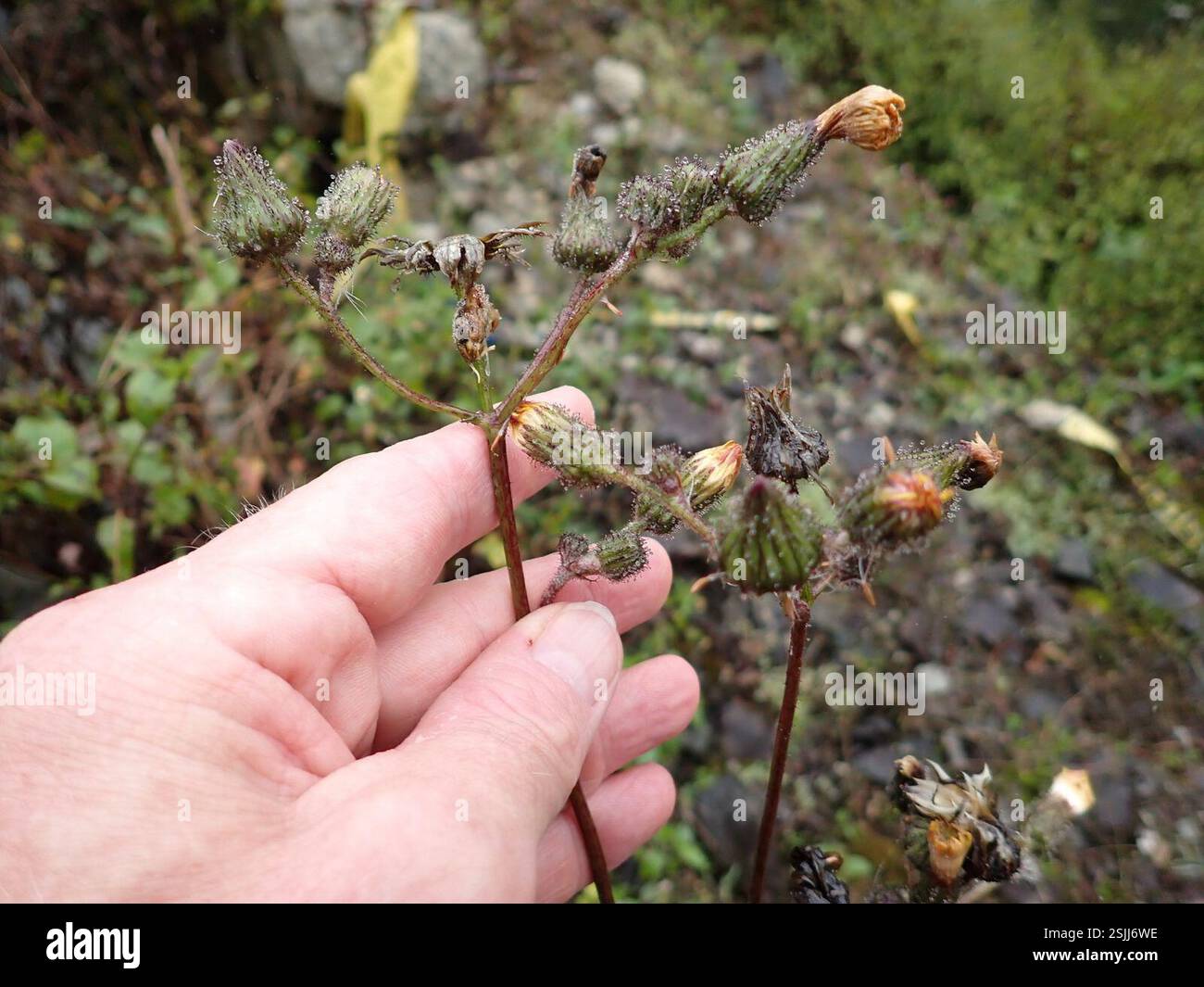 sunflowers, daisies, asters, and allies (Asteraceae), Plantae, Hungduan ...