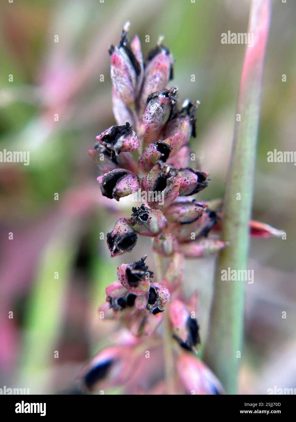 veldt grass smut (Tilletia ehrhartae), Fungi, Monaña de Oro State Park ...
