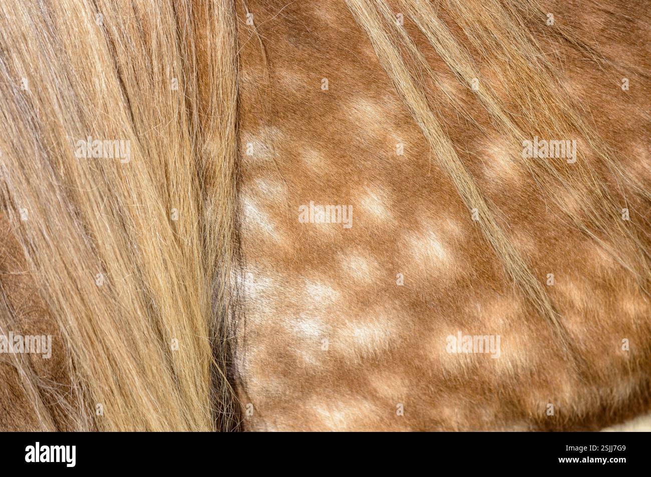 Golden mane and dapple horse coat pattern of adult horse Stock Photo ...