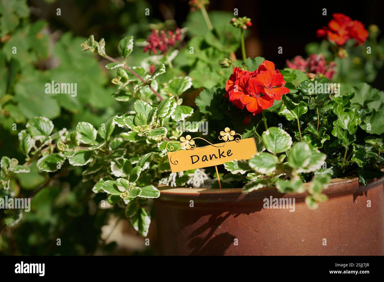 Flowers as a gift with a sign with the German inscription danke, Thank ...